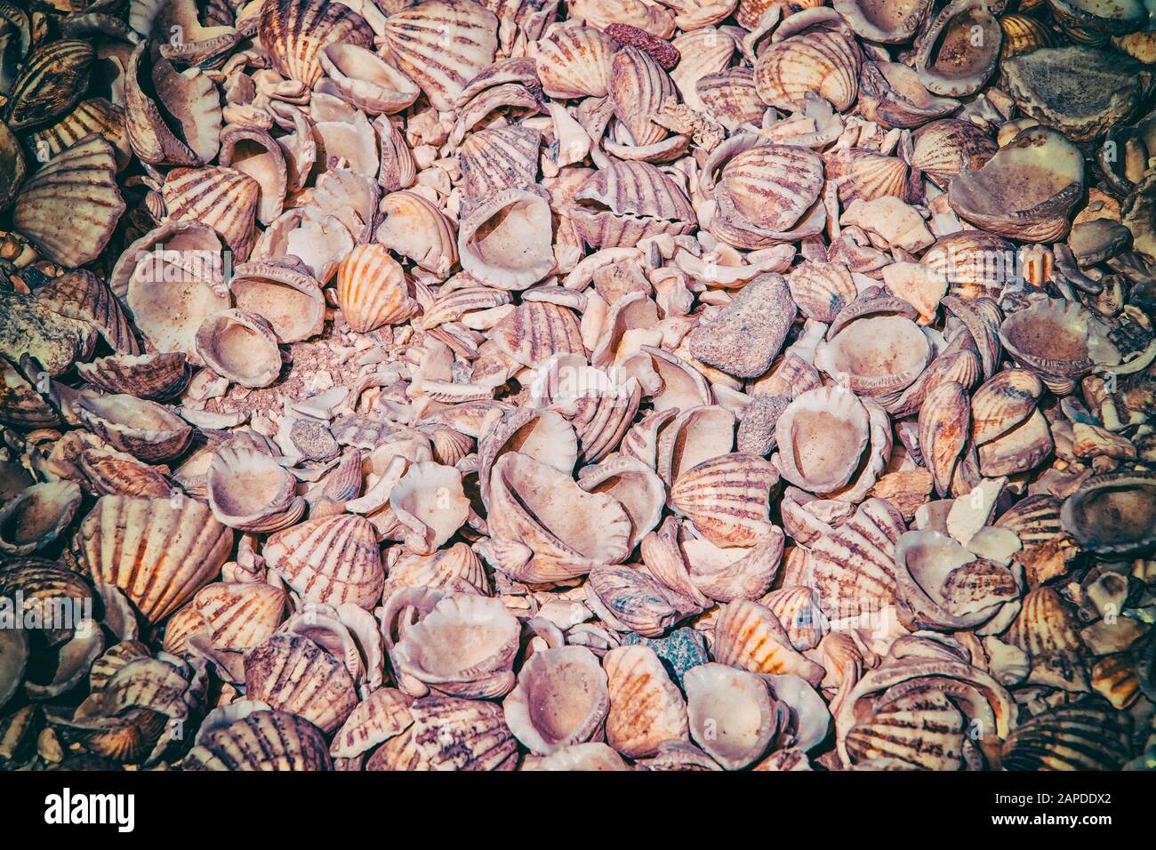 Vintage background with many shells lie on all over the soil. It's on a ...