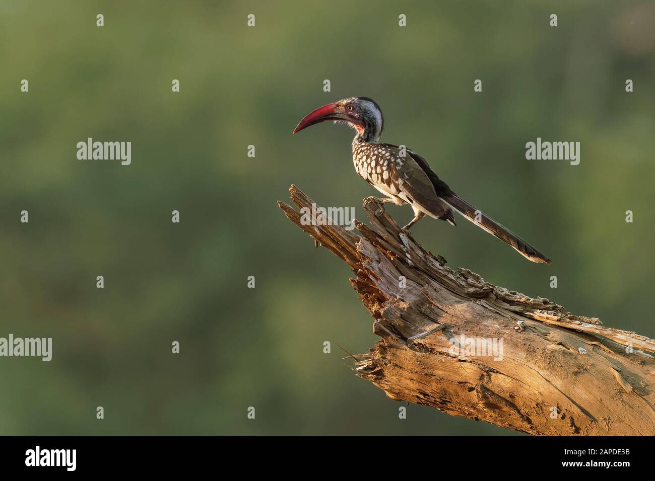 Southern Red-billed Hornbill - Tockus erythrorhynchus rufirostris ...
