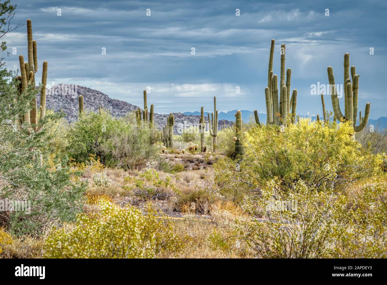 Saguaro and prickly pear cactus blooming along with mesquite and palos ...
