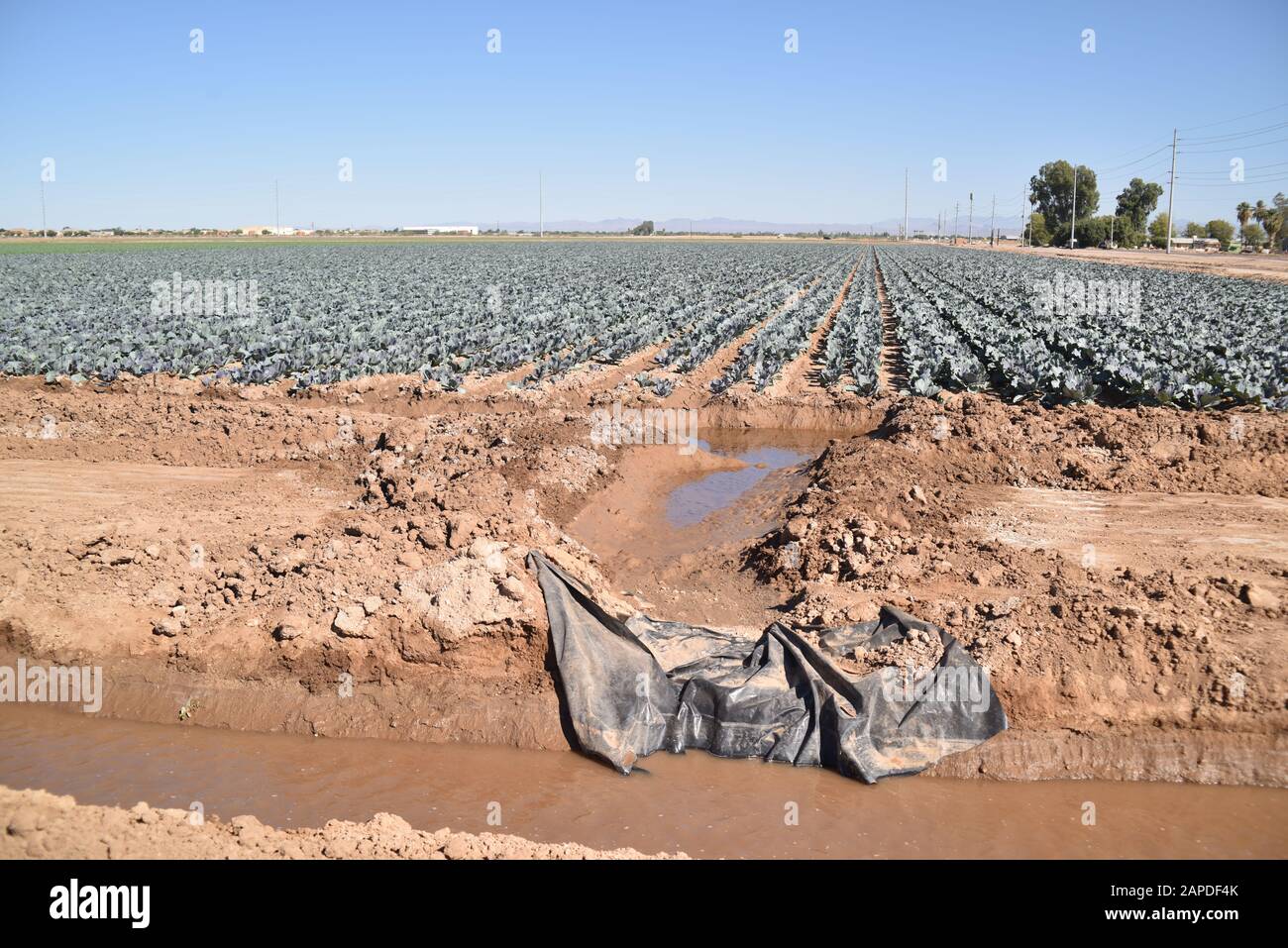 Cabbage patch hi-res stock photography and images - Alamy