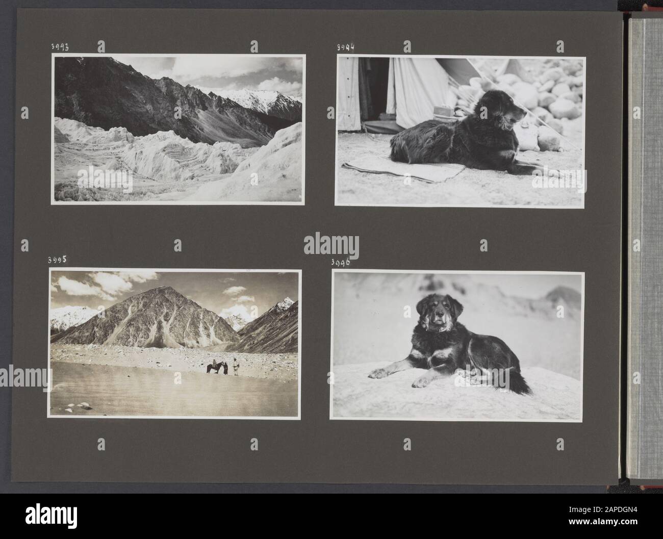 Tibetan mastiff snow hi-res stock photography and images - Alamy
