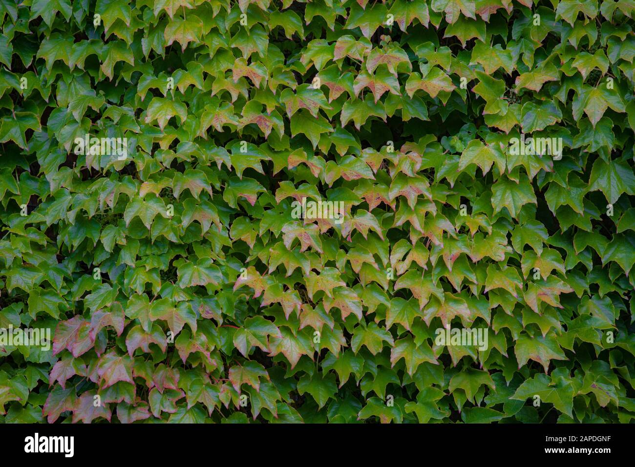 A barn wall entirely covered by the vine, virginia creeper Stock Photo ...
