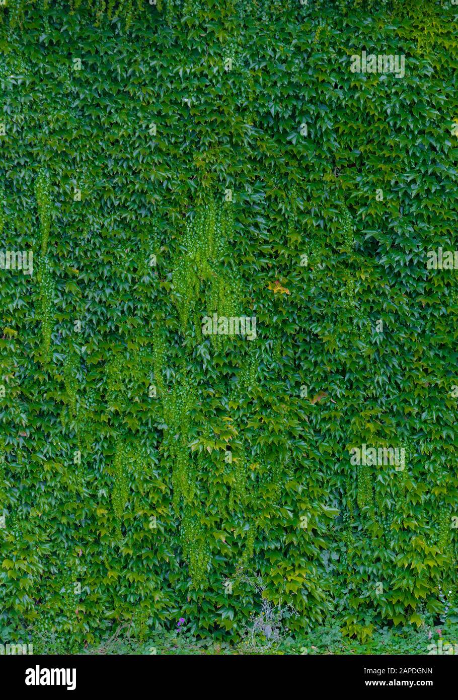 A barn wall entirely covered by the vine, virginia creeper Stock Photo ...