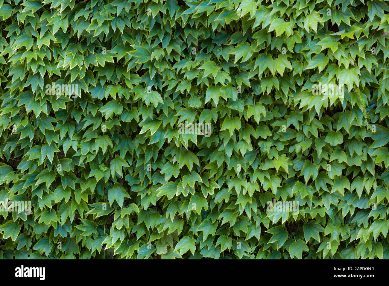 A barn wall entirely covered by the vine, virginia creeper Stock Photo ...