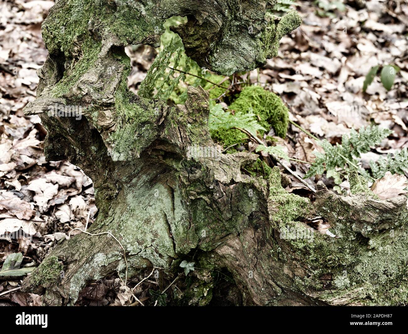 Moss covered log on autumn leaves on a Surrey woodland floor, England ...
