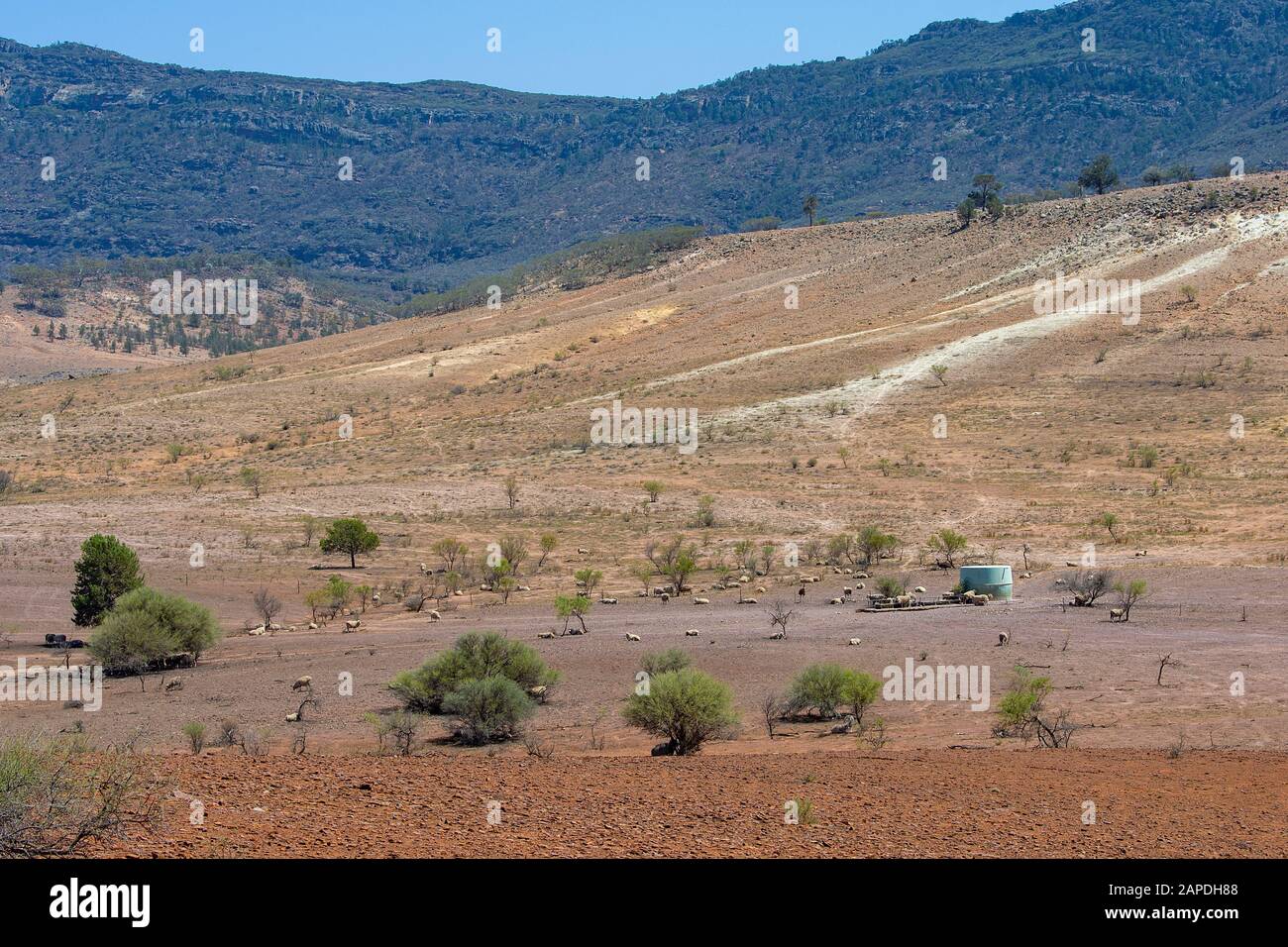 Sheep station australia hi-res stock photography and images - Alamy