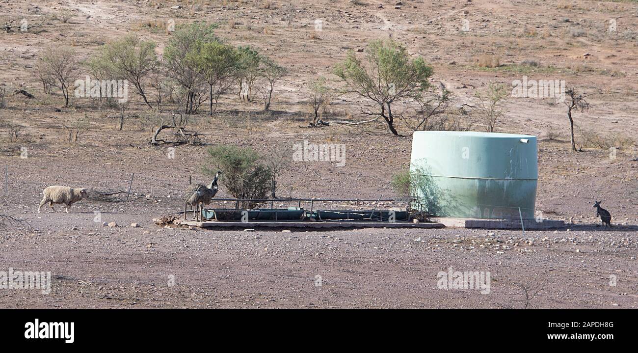 A sheep, kangaroo and emus are gathered around a water tank during a ...