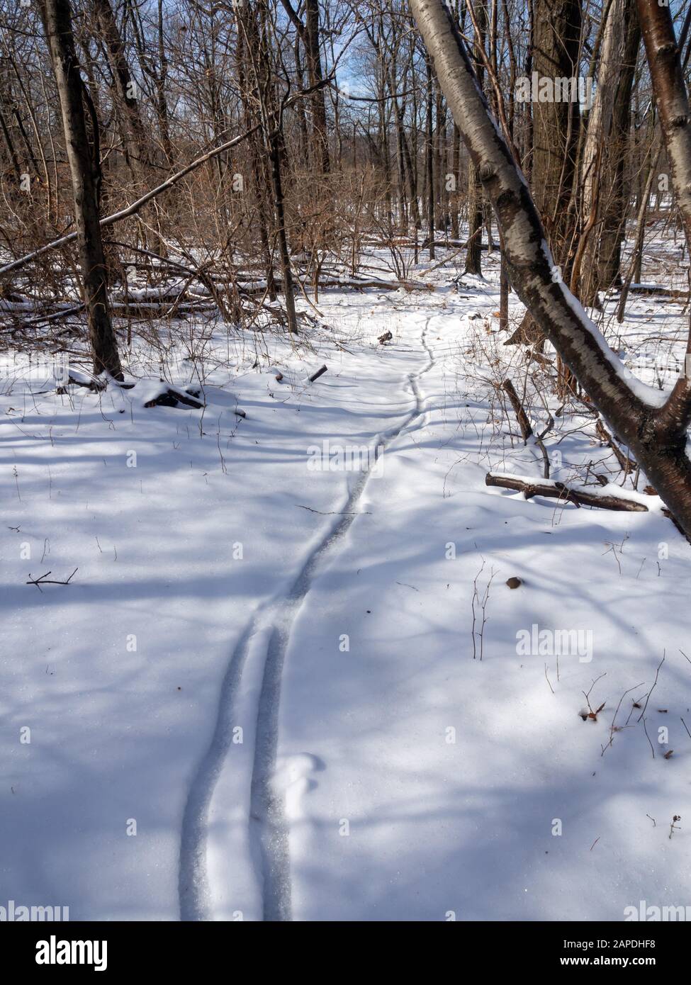frozen path in the reservation in winter Stock Photo - Alamy