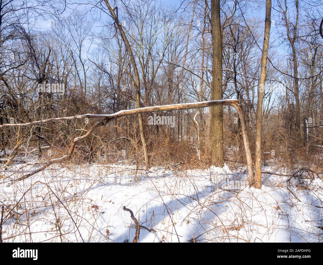 Broken tree hi-res stock photography and images - Alamy