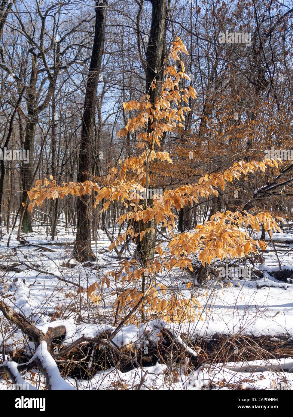 The last tree hi-res stock photography and images - Alamy
