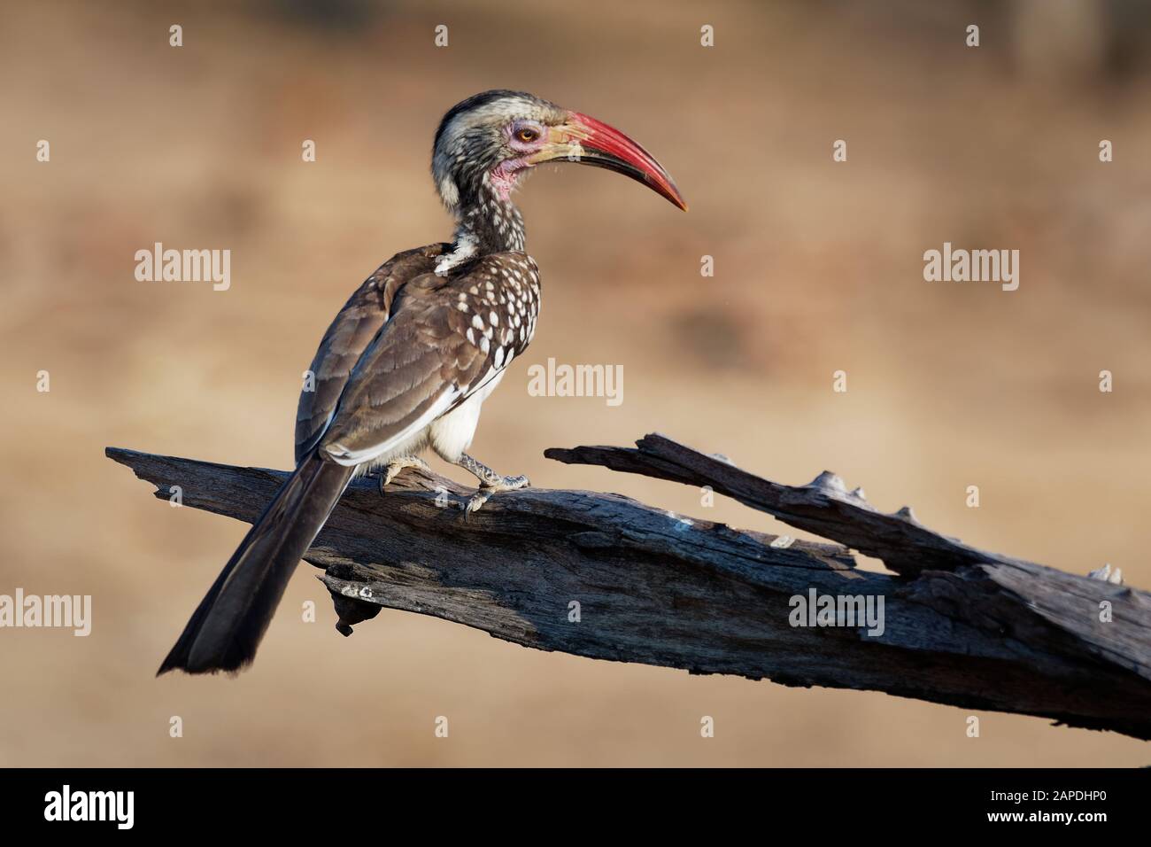Southern Red-billed Hornbill - Tockus erythrorhynchus rufirostris ...