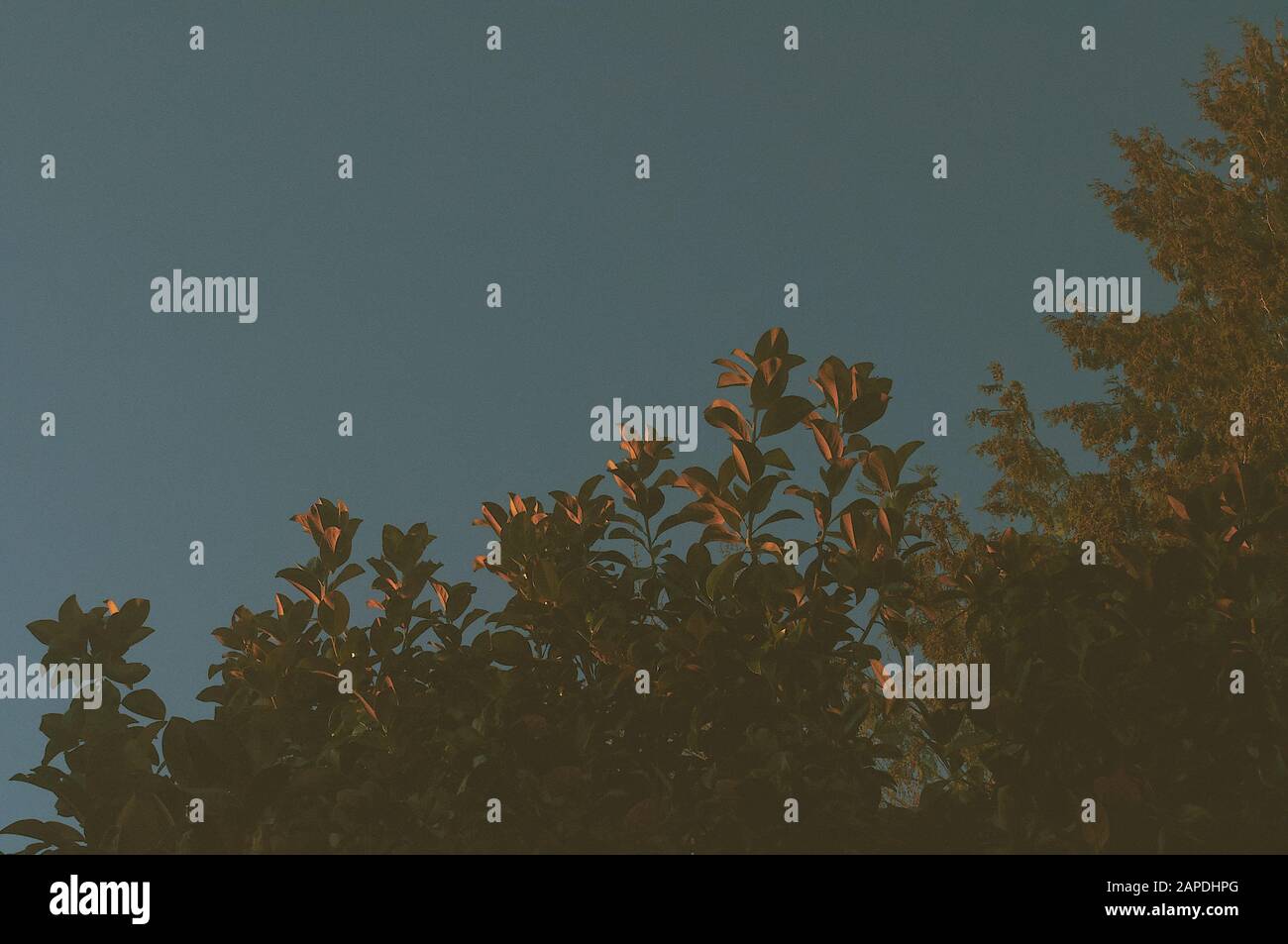 Tree in Portland Stock Photo - Alamy