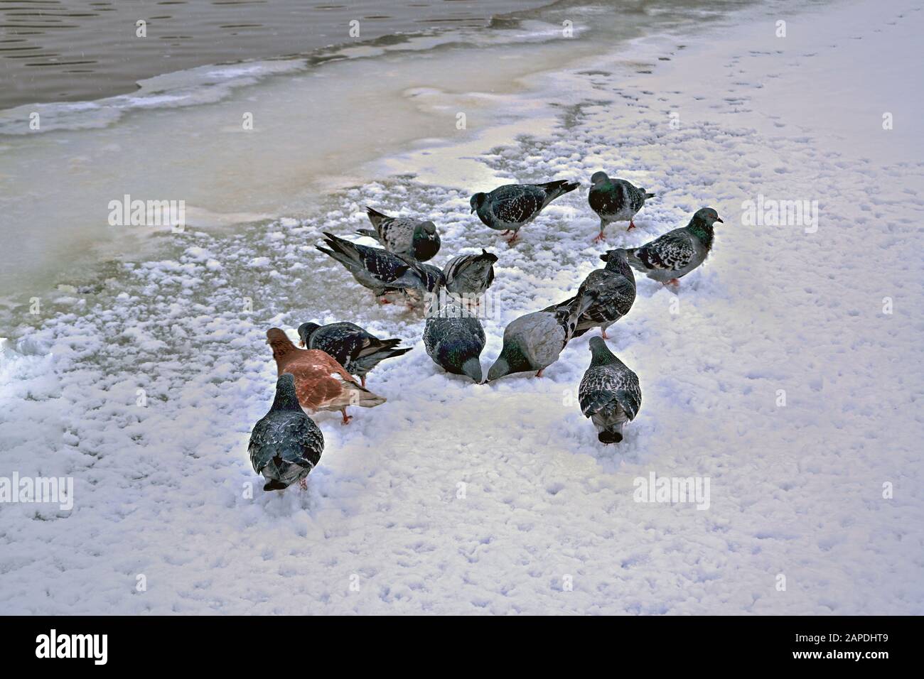 Pigeons birds sit on hi-res stock photography and images - Alamy
