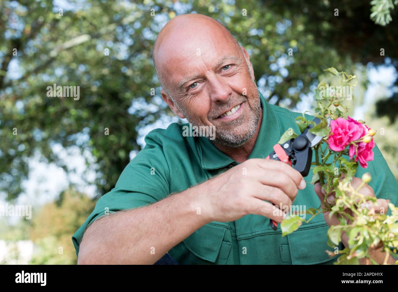 Gardener pruning red bush roses hi-res stock photography and images - Alamy