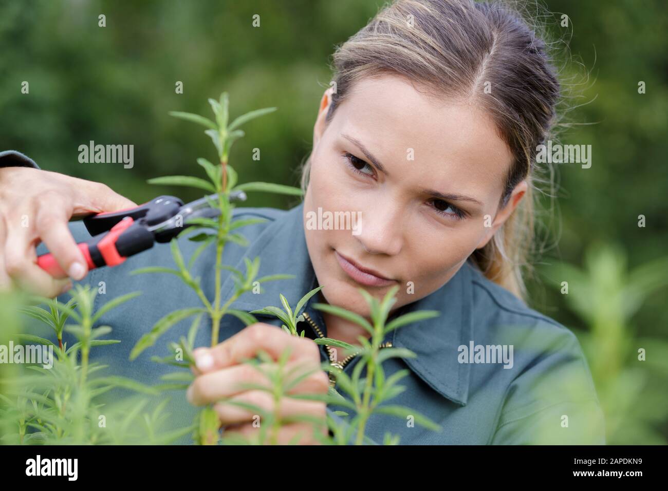 Woman pruning tree hi-res stock photography and images - Alamy
