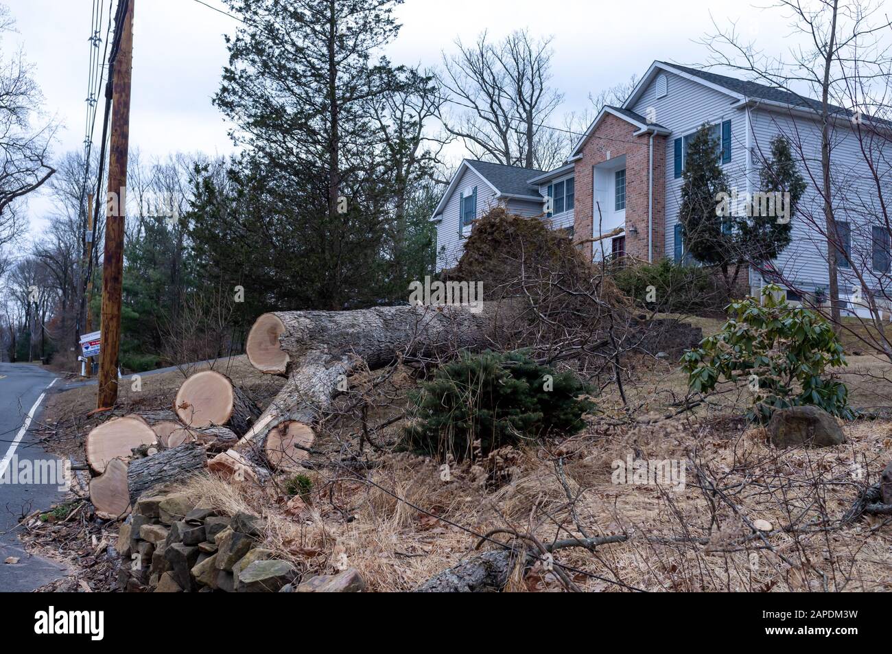 after winter weather damage : fallen tree in front yard has been cut ...