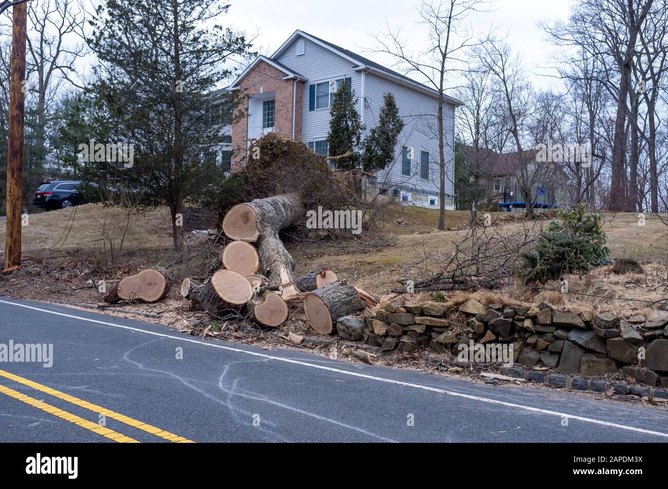after winter weather damage : fallen tree in front yard has been cut ...