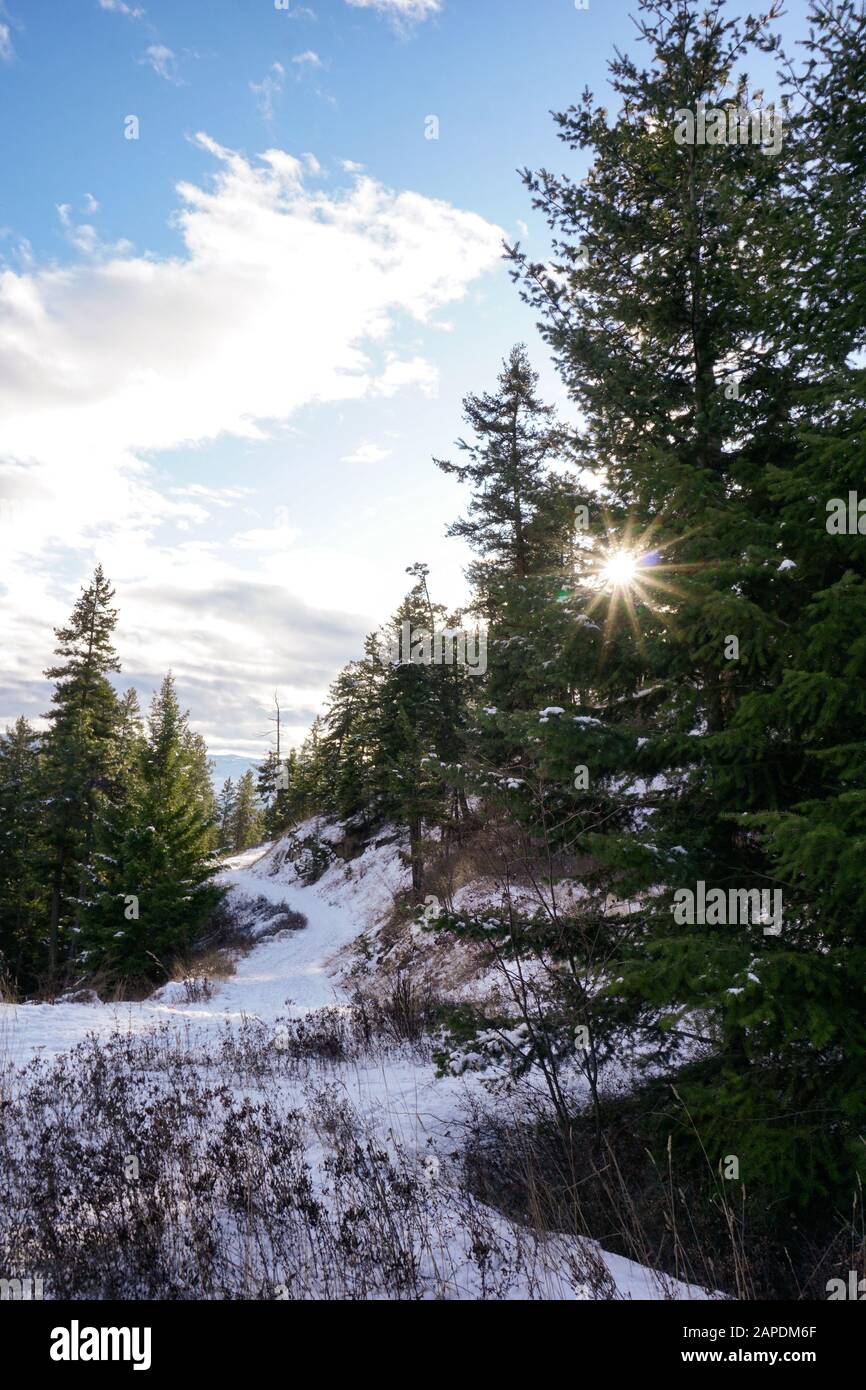 Evergreen tree british columbia hi-res stock photography and images - Alamy