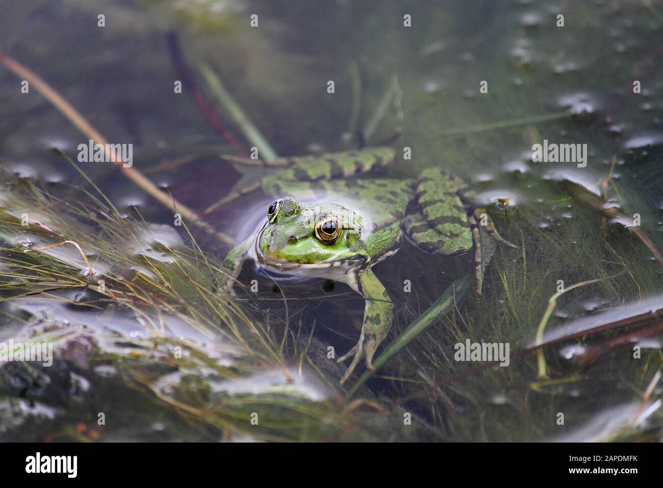 A green frog also known as the common water frog or edible frog in a ...