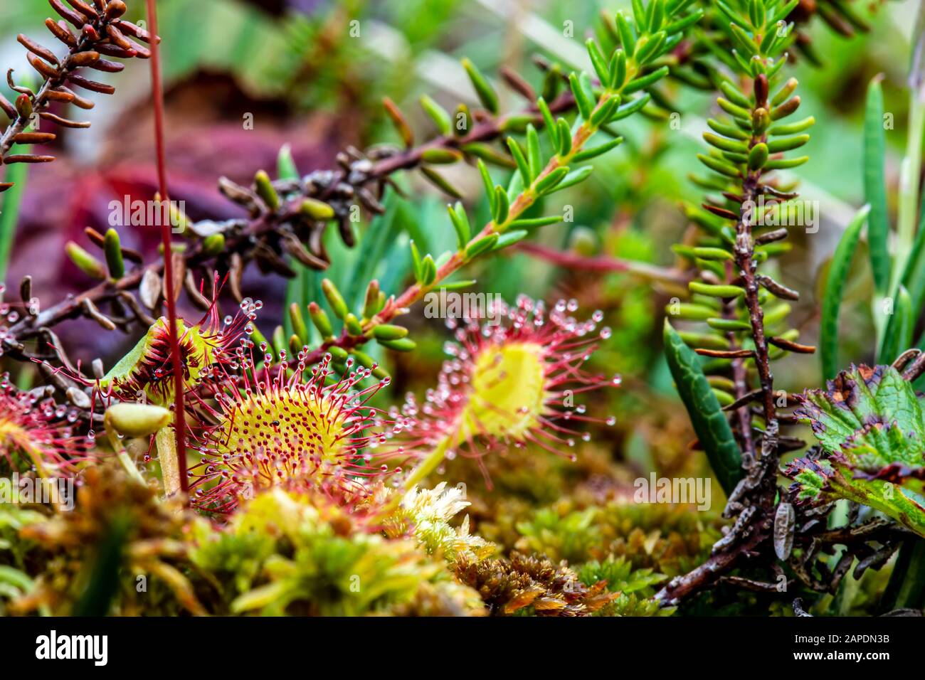 Beautiful round-leaved sundew Drosera rotundifolia is a carnivorous ...