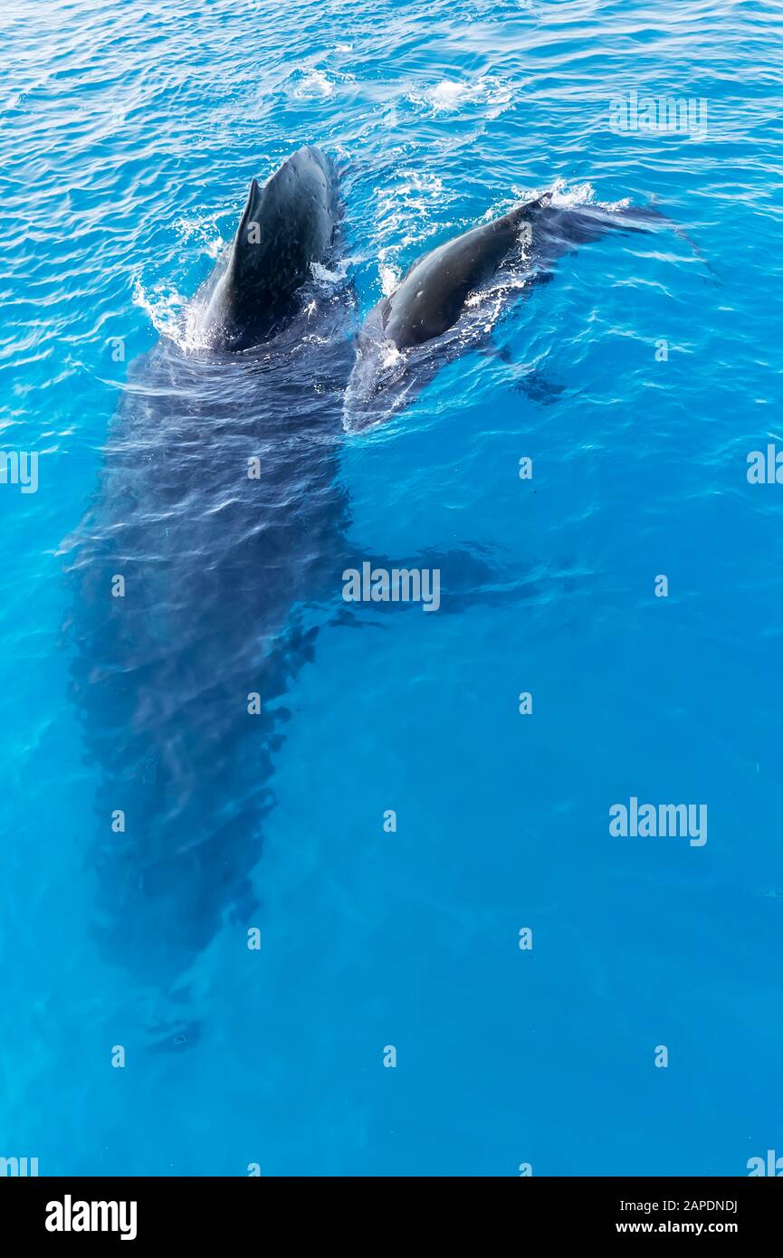 Humpback whales swimming underwater hi-res stock photography and images - Alamy