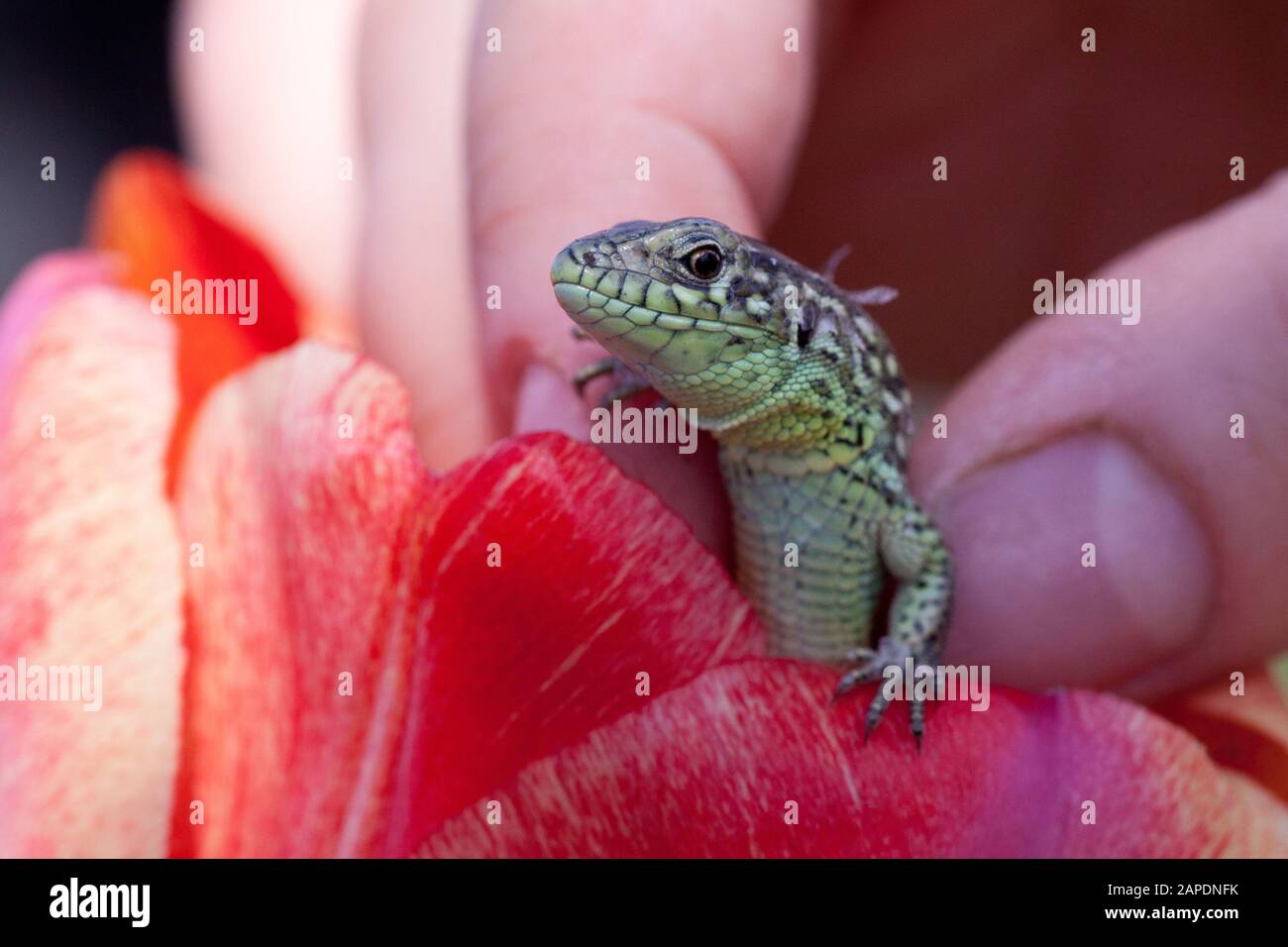 Little lizard long tail hi-res stock photography and images - Alamy