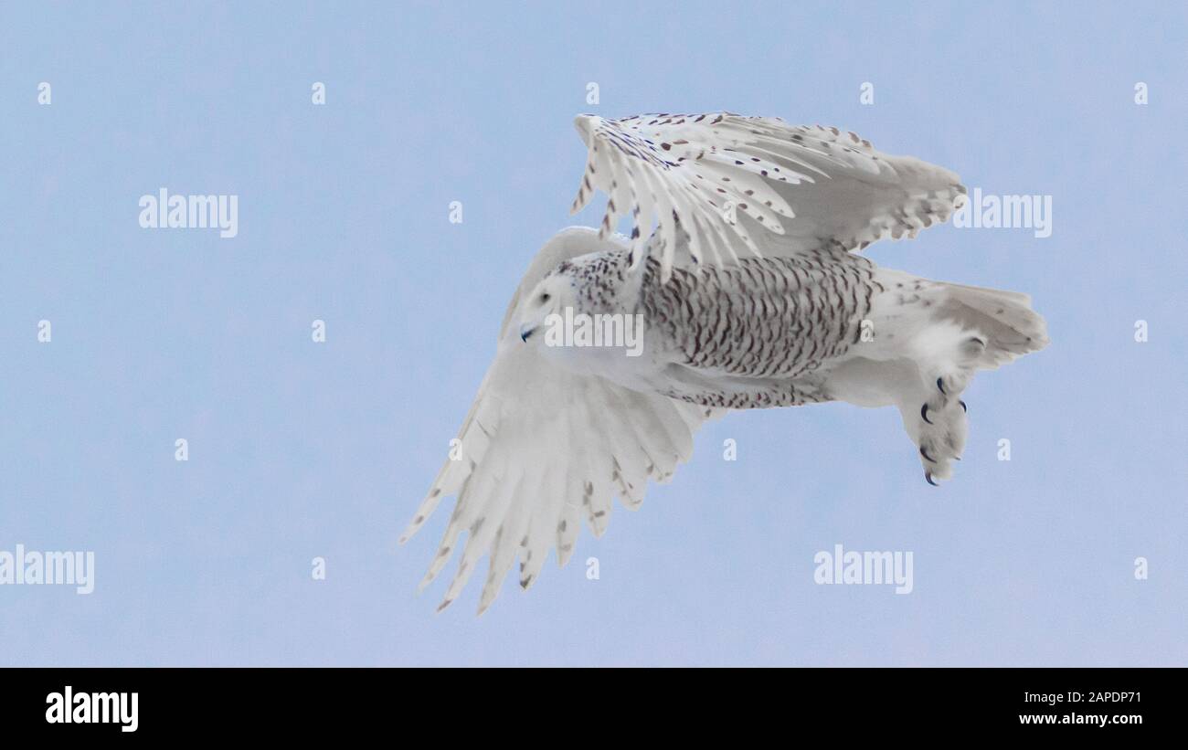 Extreme close up of Snowy Owl in flight showing paws, claws, beak and ...