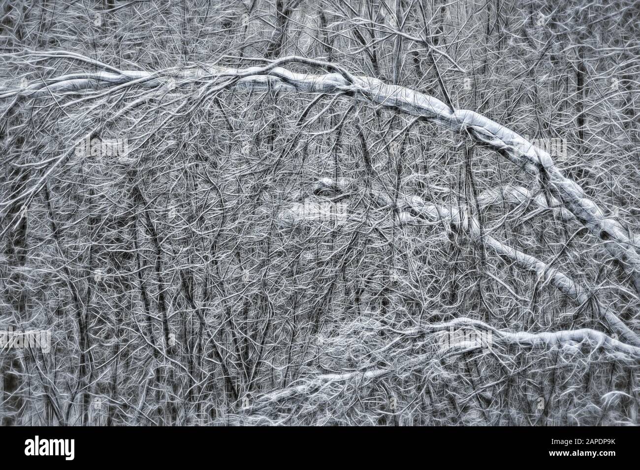 Network of entangled forest trees and branches with snow in winter ...