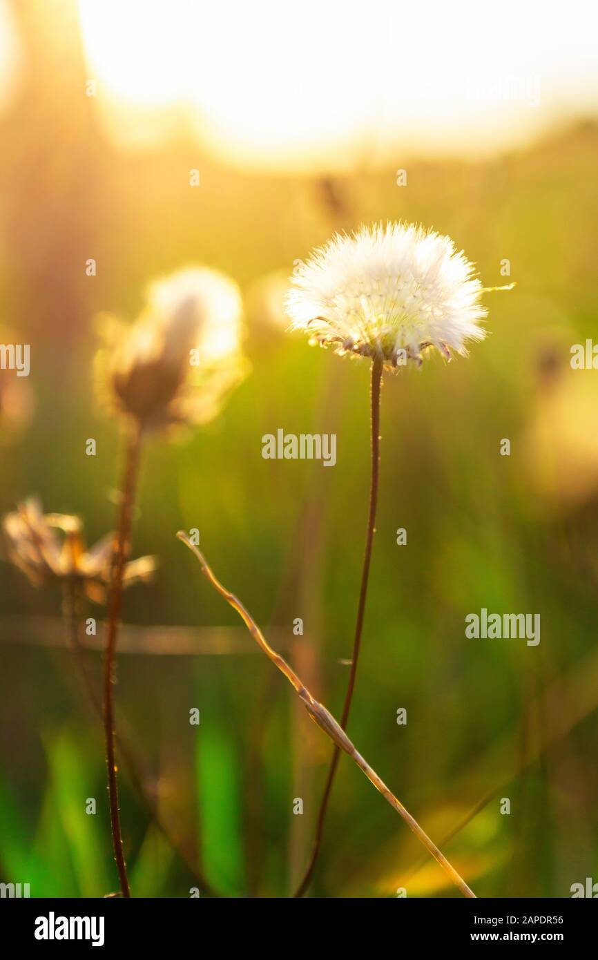 Beautiful Dandelion in the sunset backlight Stock Photo - Alamy