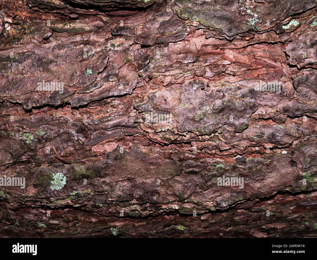 Colorful saturated bark of wood. The woody texture Stock Photo - Alamy