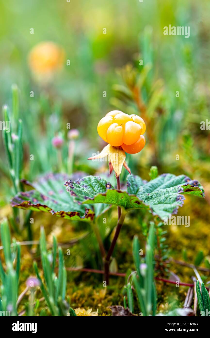 Chamaemorus hi-res stock photography and images - Alamy