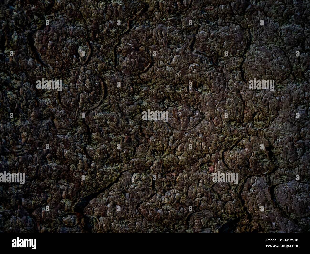 Colorful saturated bark of wood. The woody texture Stock Photo - Alamy