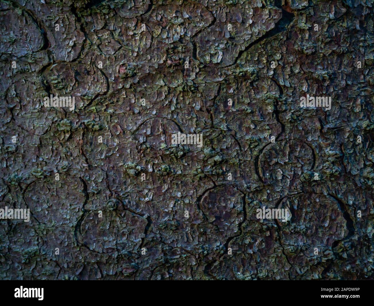 Colorful saturated bark of wood. The woody texture Stock Photo - Alamy