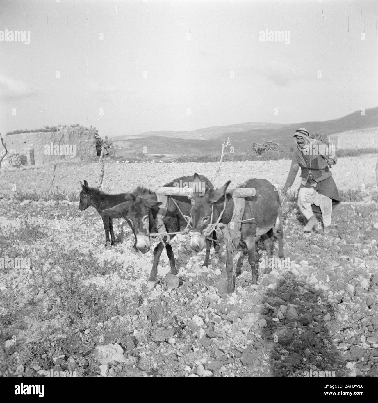 Israel 1948-1949: Galilee Description: Arab farmer plows the land with ...