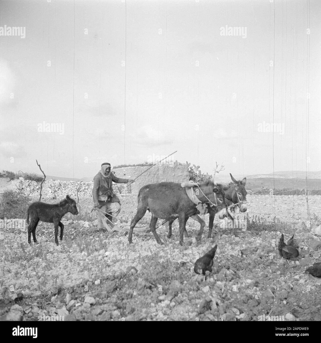 Israel 1948-1949: Galilee Description: Arab farmer plows the land with ...