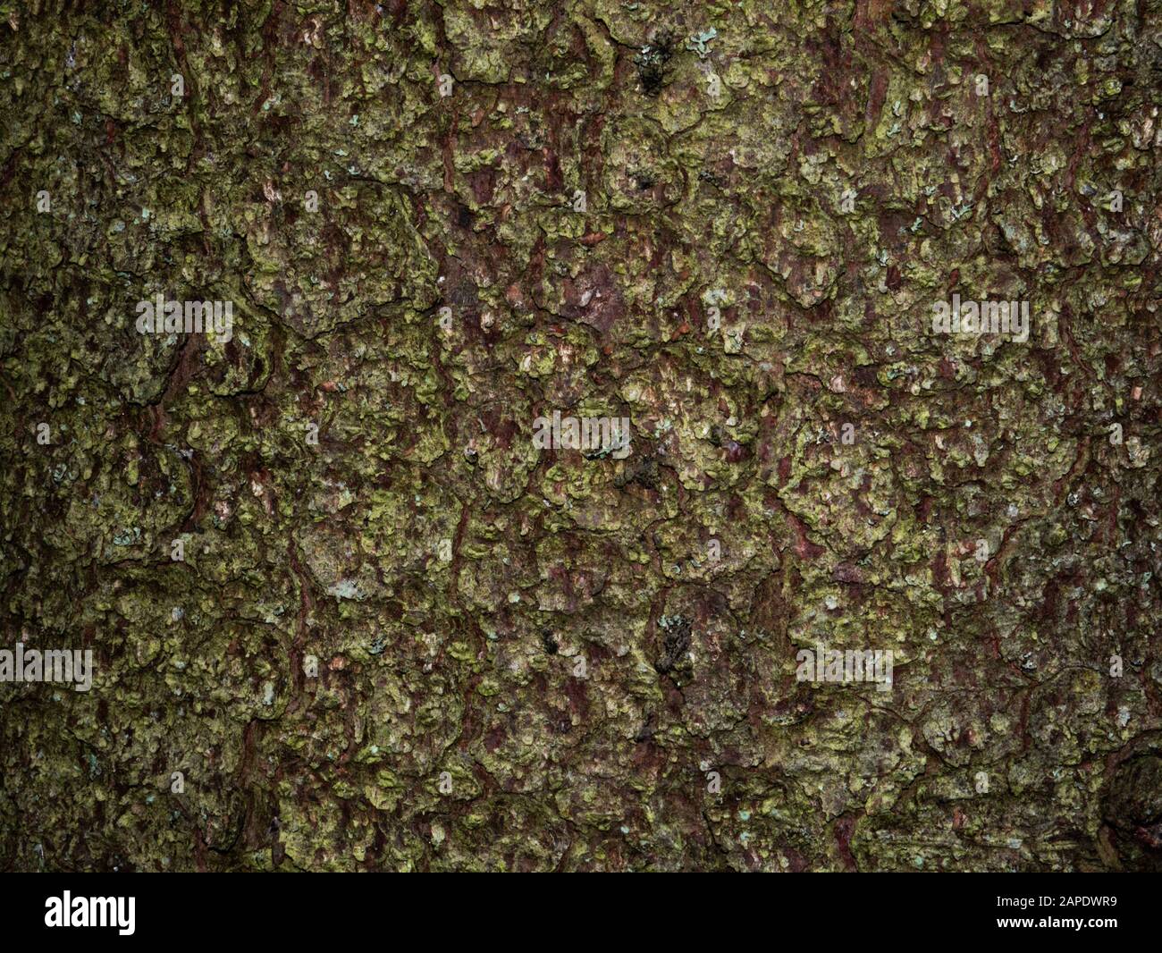 Colorful saturated bark of wood. The woody texture Stock Photo - Alamy