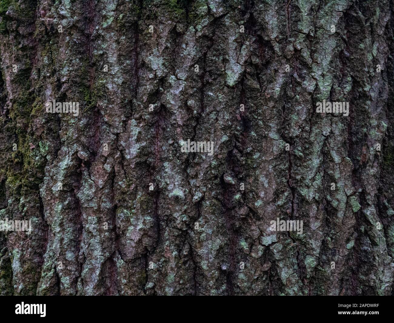 Colorful saturated bark of wood. The woody texture Stock Photo - Alamy