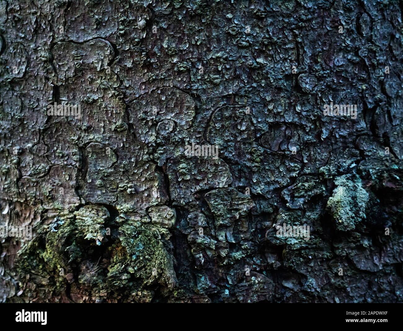 Colorful saturated bark of wood. The woody texture Stock Photo - Alamy