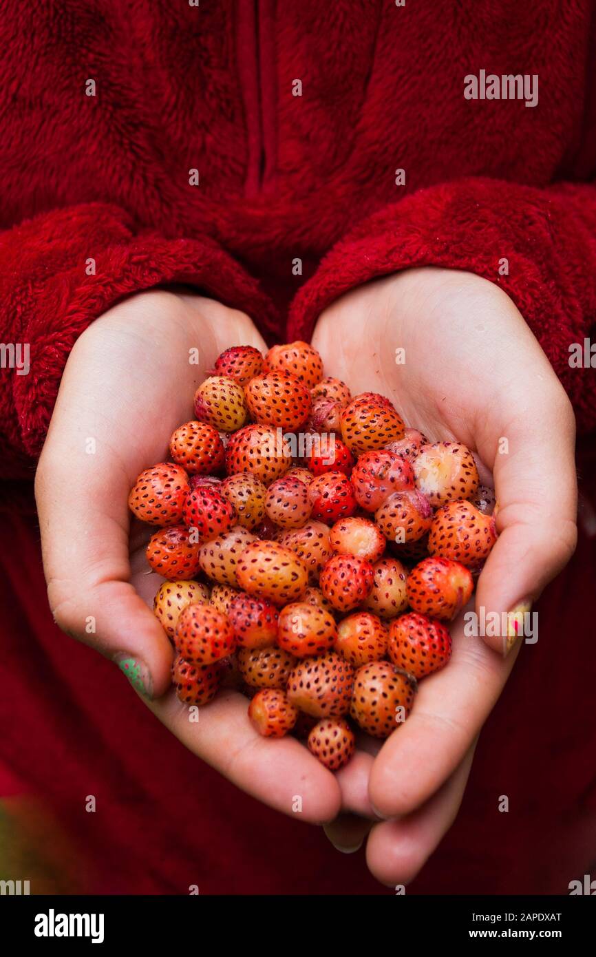 Berry Picking Alaska High Resolution Stock Photography and Images - Alamy