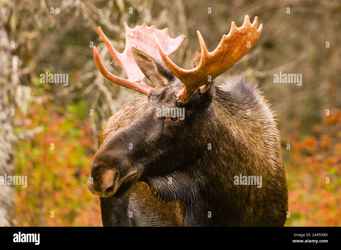 A bull moose looks off to the side with fall colors in the background ...