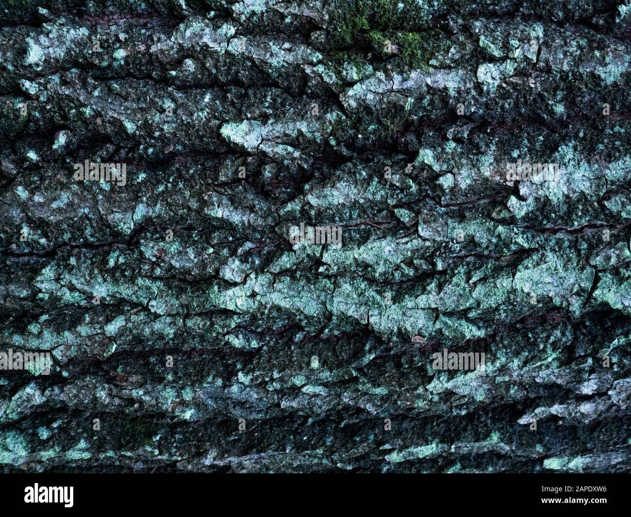 Colorful saturated bark of wood. The woody texture Stock Photo - Alamy