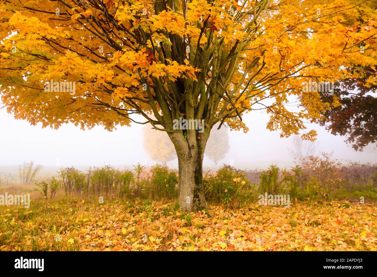 Lone maple tree during fall foliage, Stowe Vermont, USA Stock Photo - Alamy