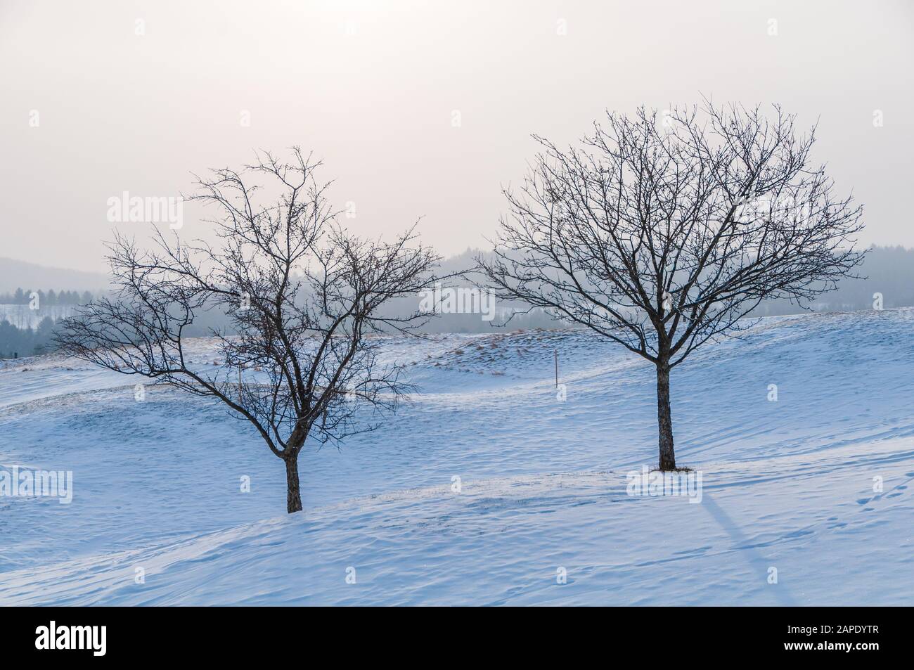 Barren trees on a snow covered landscape Stock Photo - Alamy
