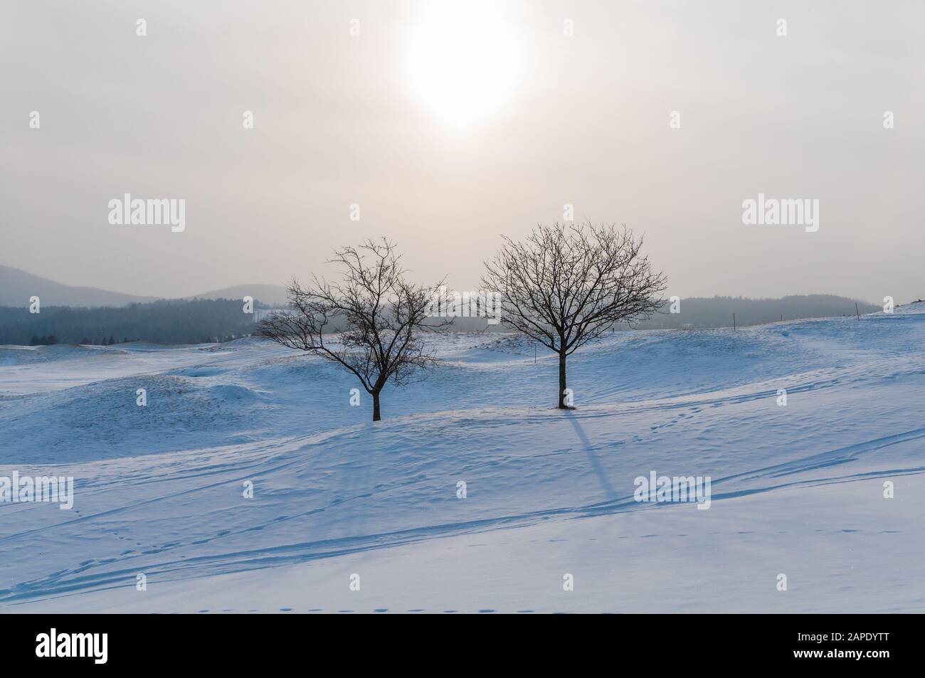 Barren trees on a snow covered landscape Stock Photo - Alamy
