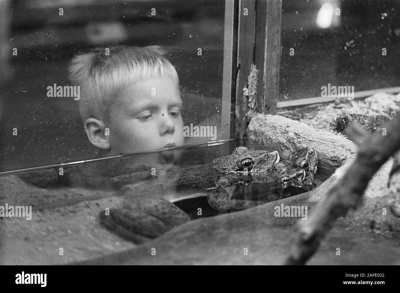 Frog exhibits hi-res stock photography and images - Alamy