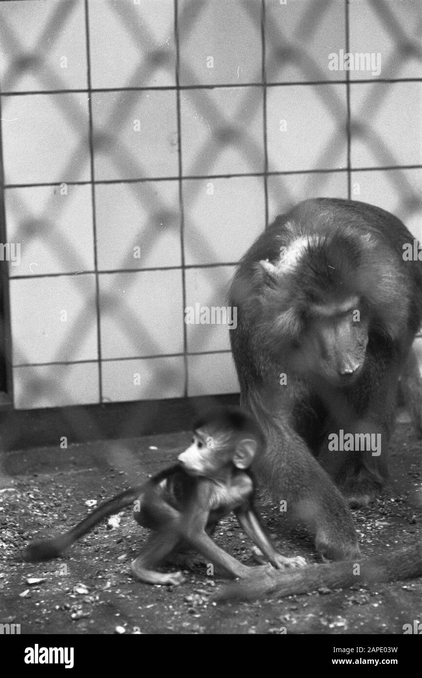 Healthy animals Black and White Stock Photos & Images - Alamy