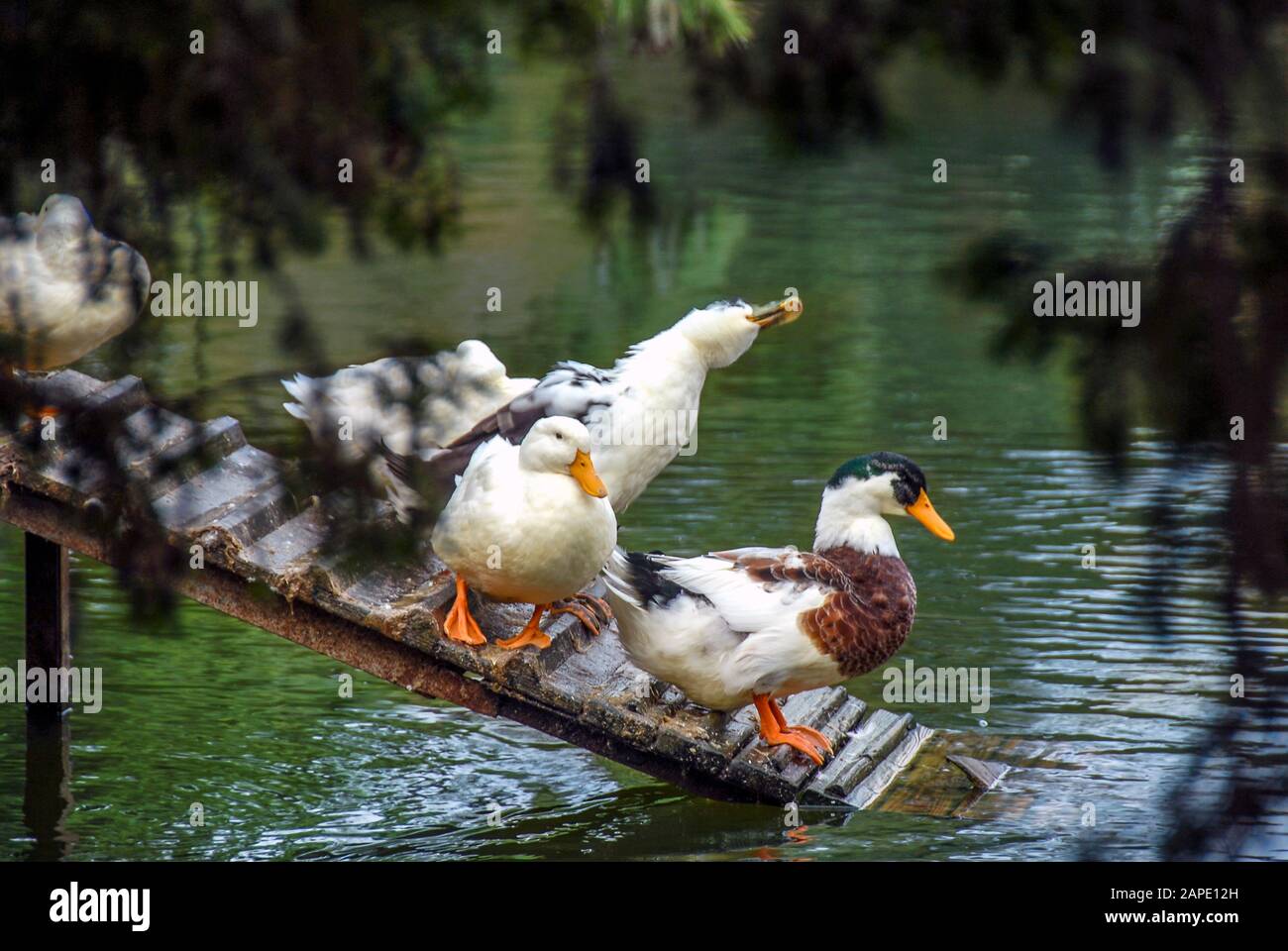 Ducks malta mansion hi-res stock photography and images - Alamy