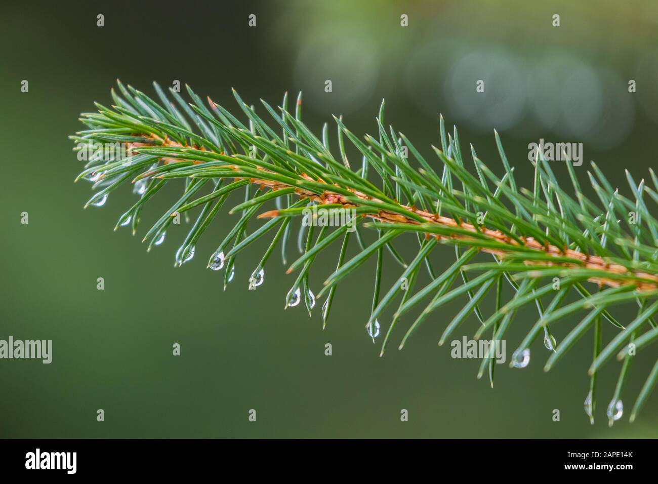 Spruce bough hi-res stock photography and images - Alamy