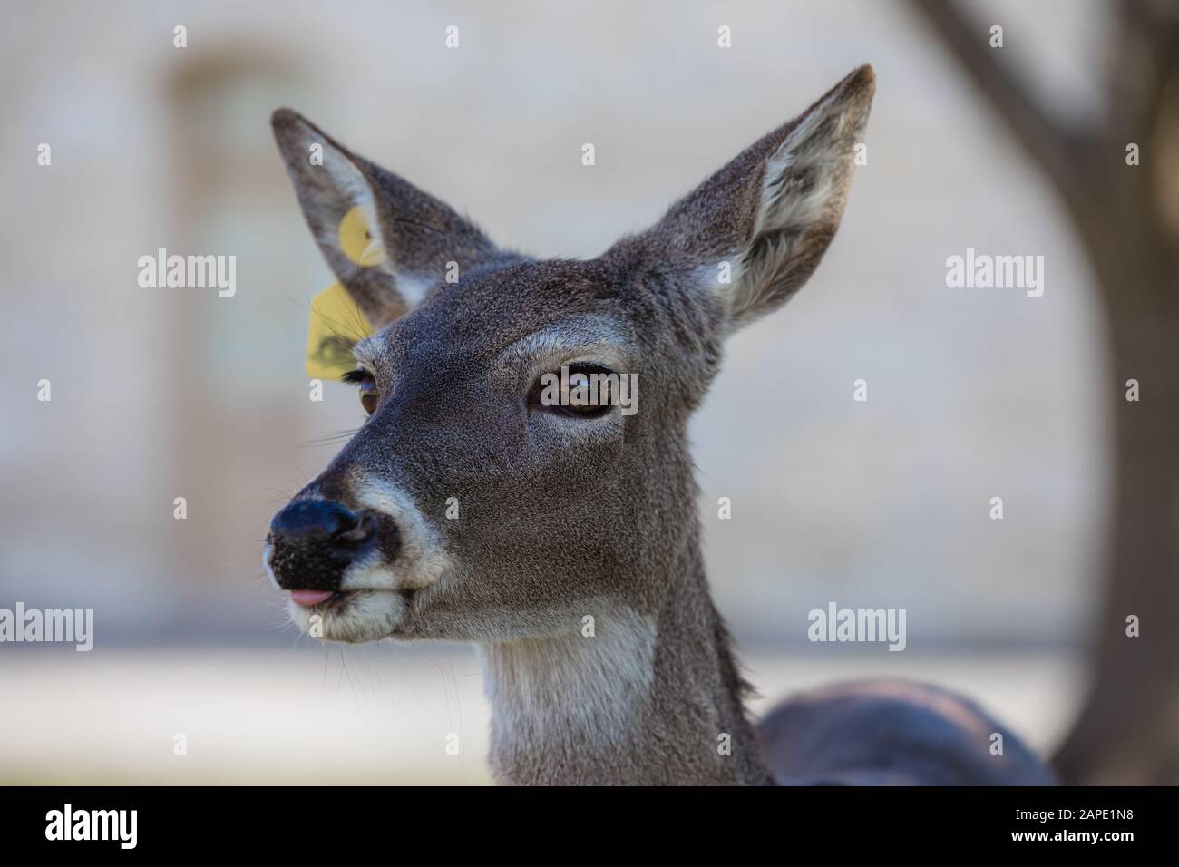 Detailed up-close photos of white tailed deer in nature Stock Photo - Alamy