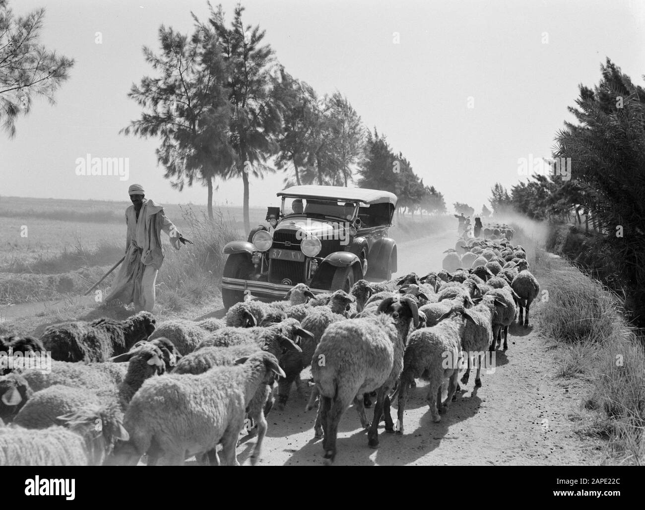 Herd sheep car Black and White Stock Photos & Images - Alamy